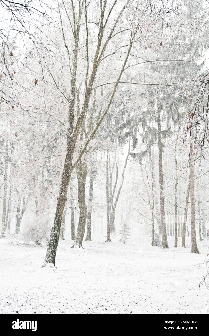 trees landscape in winter under snow Stock Photo - Alamy