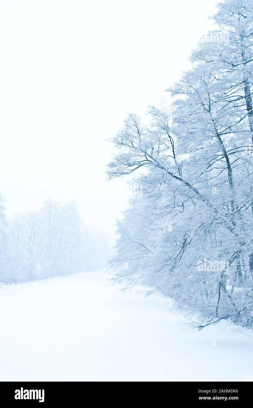 Trees under the snow in the forest hi-res stock photography and images ...