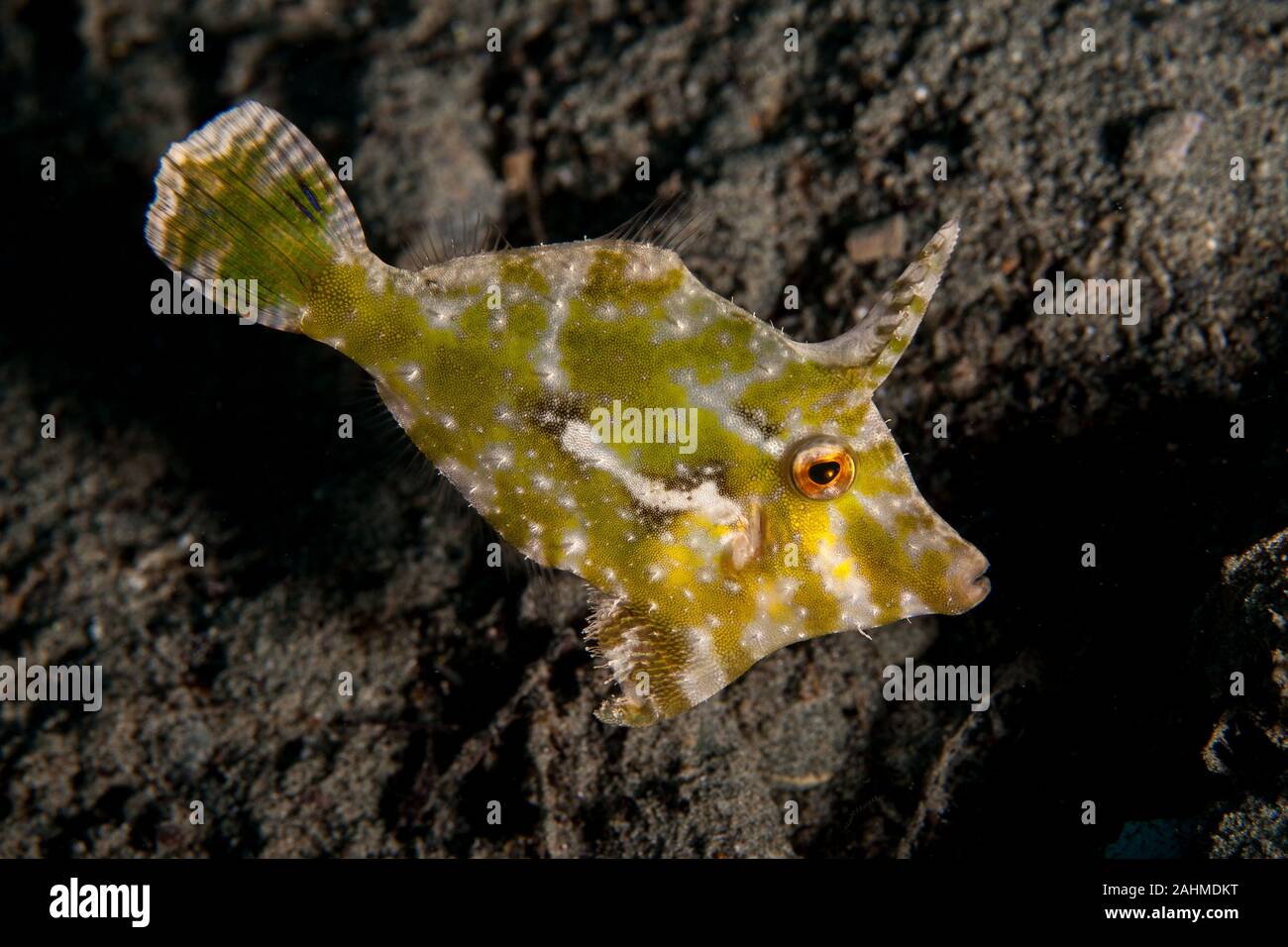 Seagrass Filefish green coloring - Acreichthys tomentosus Stock Photo ...