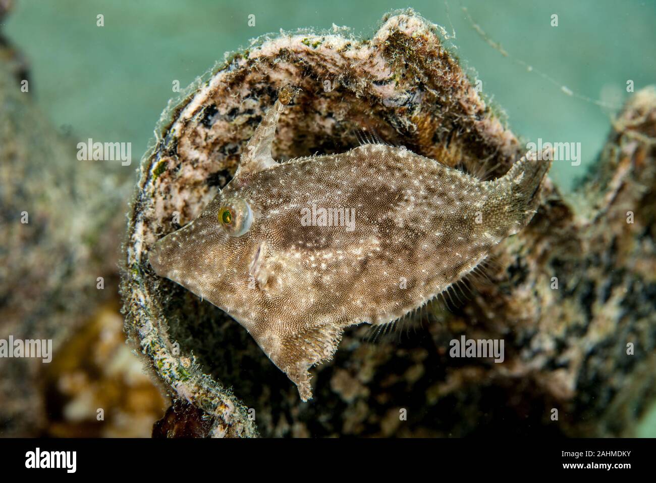 Seagrass Filefish gray coloring - Acreichthys tomentosus Stock Photo ...