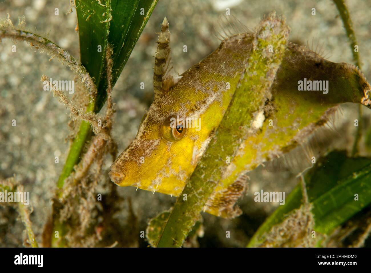 Seagrass Filefish green coloring - Acreichthys tomentosus Stock Photo ...