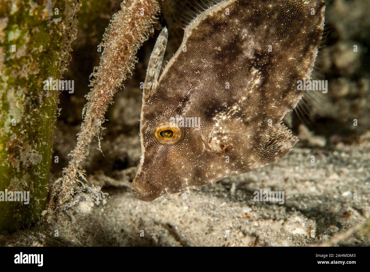 Seagrass Filefish gray coloring - Acreichthys tomentosus Stock Photo ...