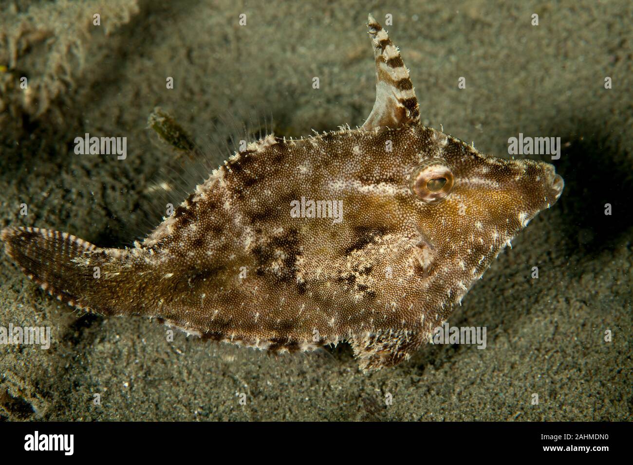 Baby seagrass hi-res stock photography and images - Alamy