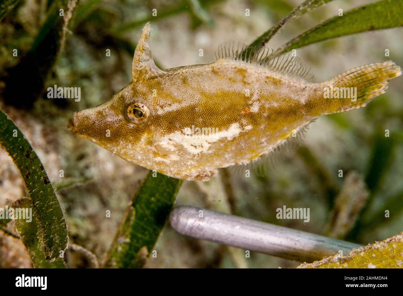 Seagrass Filefish - Acreichthys tomentosus Stock Photo - Alamy