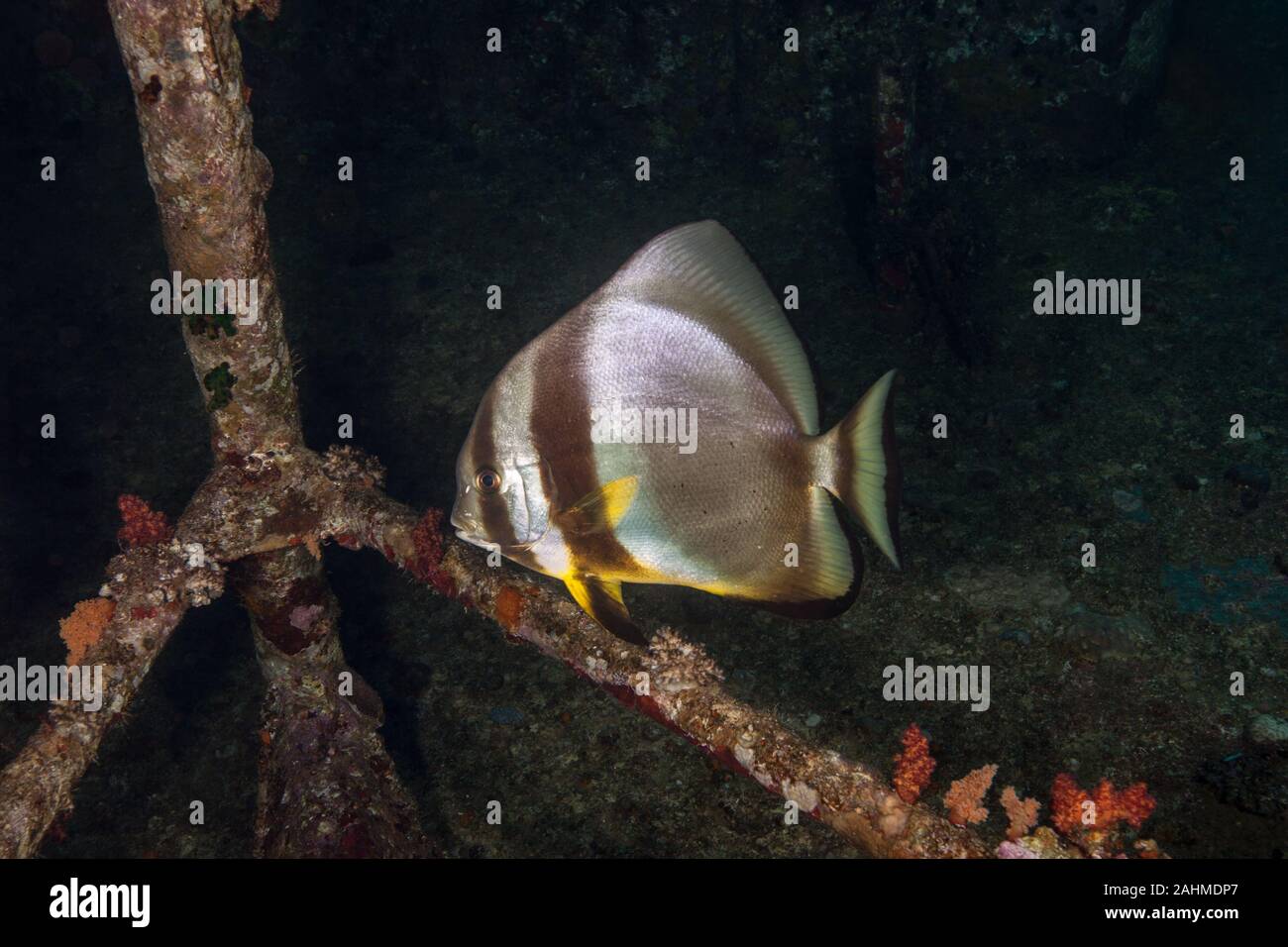 Spadefish, Batfish - Ephippidae Stock Photo - Alamy