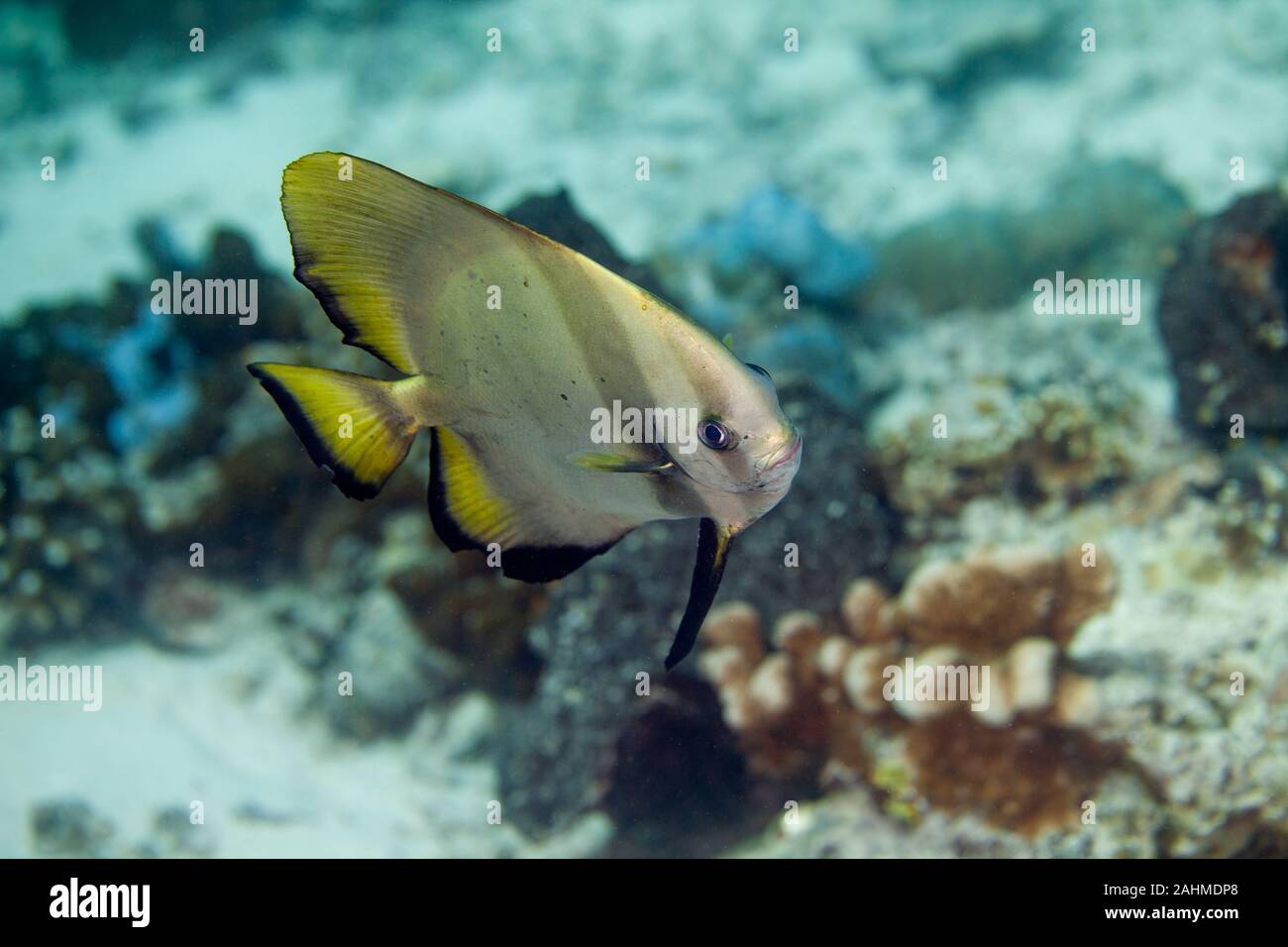 Spadefish, Batfish - Ephippidae Stock Photo - Alamy