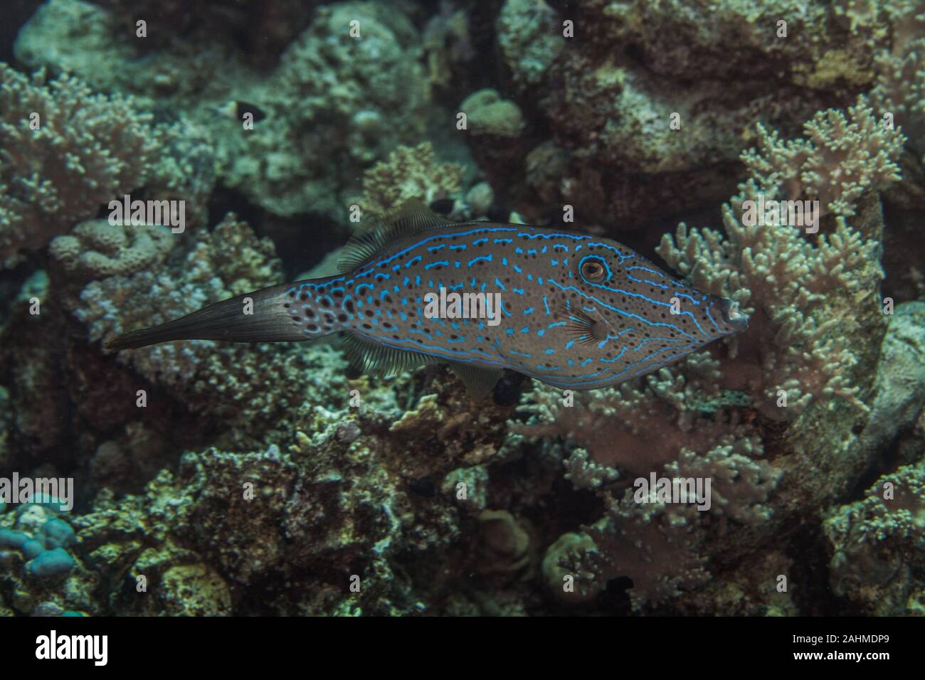 Filefish broomtail hi-res stock photography and images - Alamy