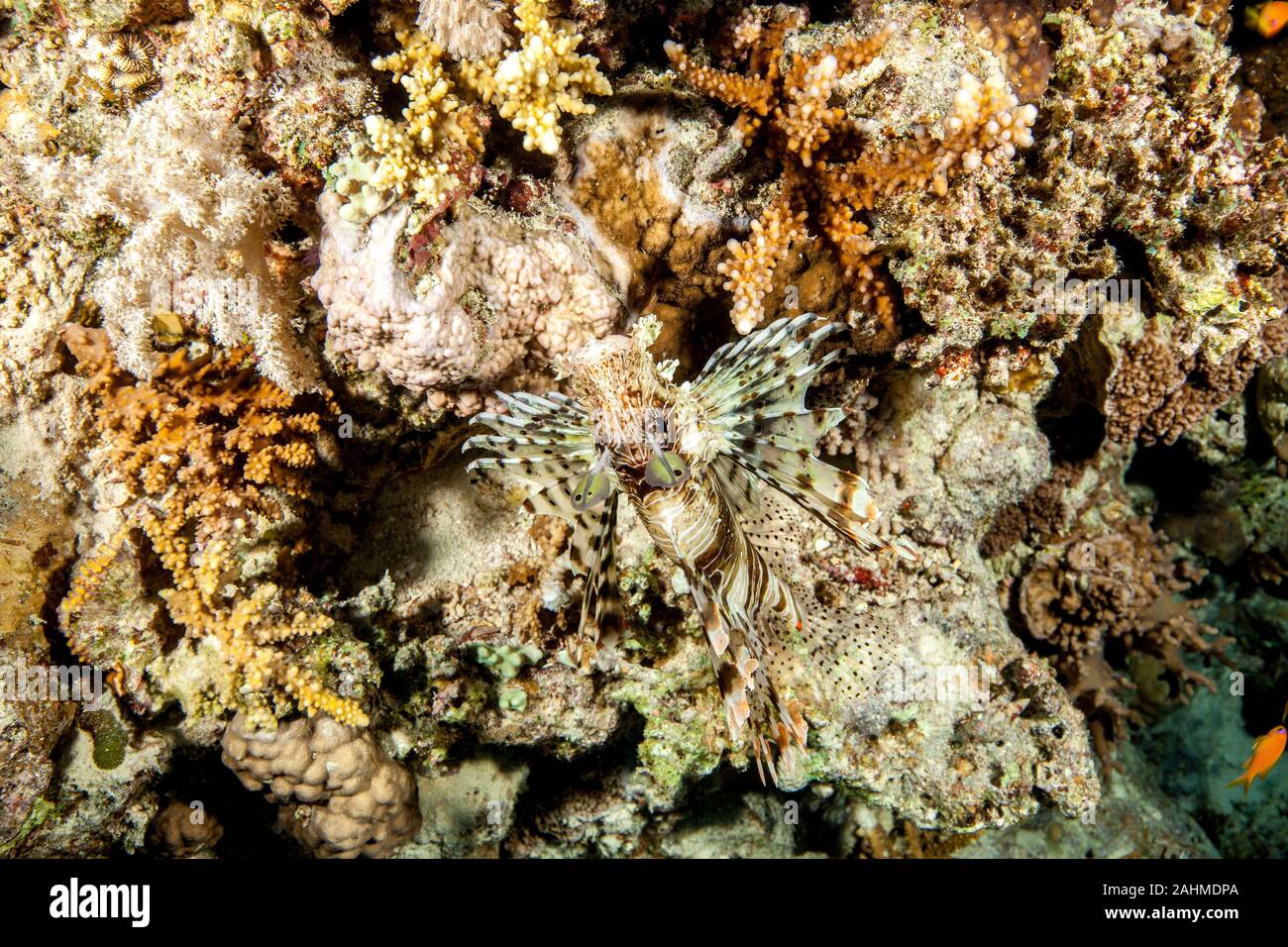 Common Lionfish (Turkeyfish, Red Lionfish) - Pterois volitans Stock ...