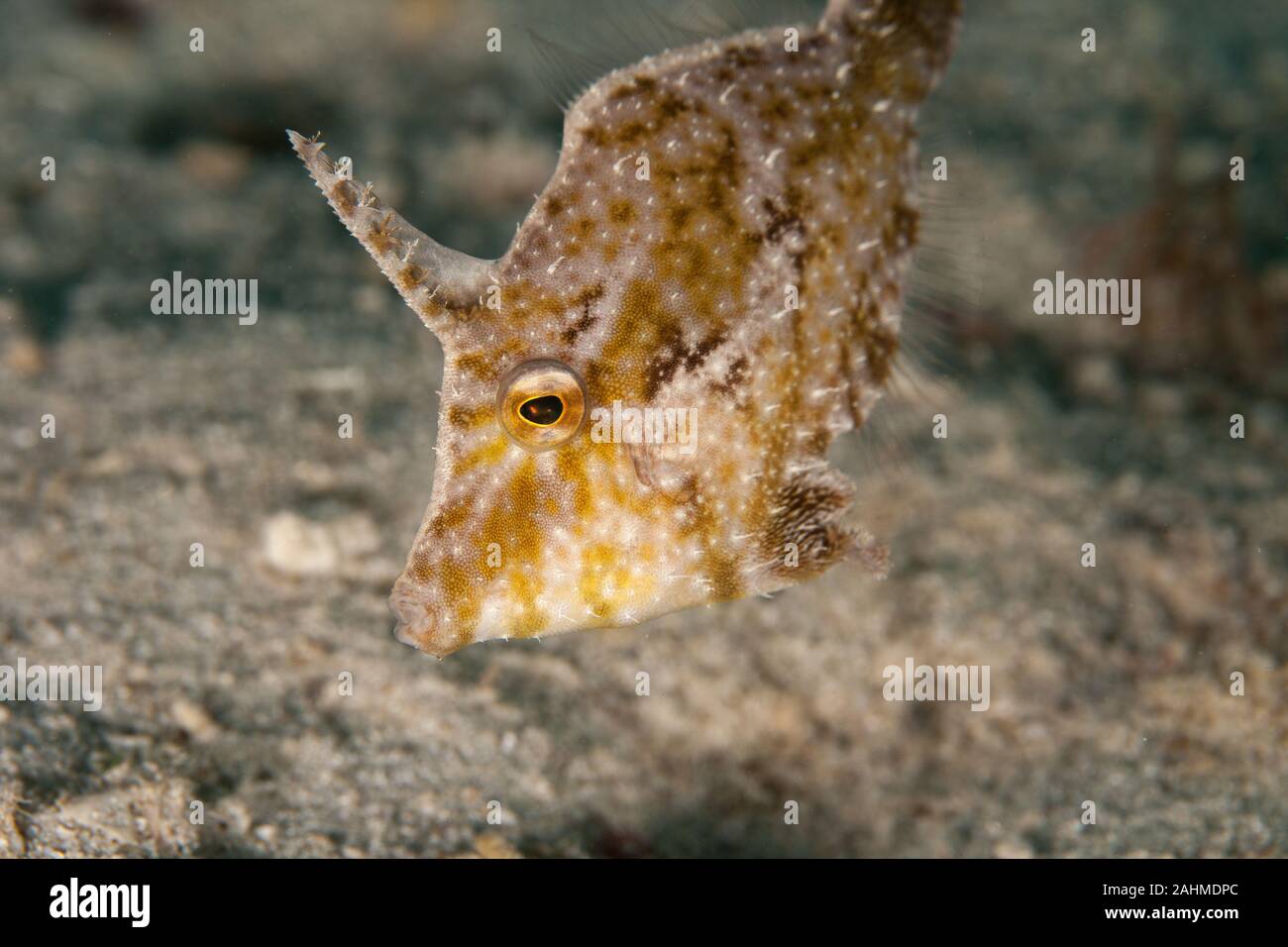 Seagrass Filefish - Acreichthys tomentosus Stock Photo - Alamy