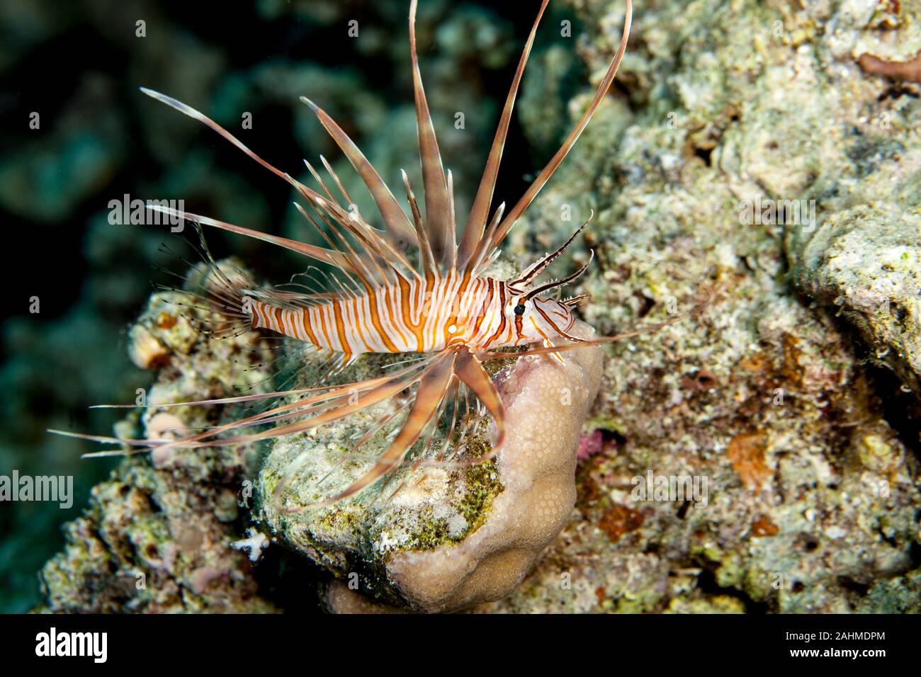 Common Lionfish (Turkeyfish, Red Lionfish) - Pterois volitans Stock ...