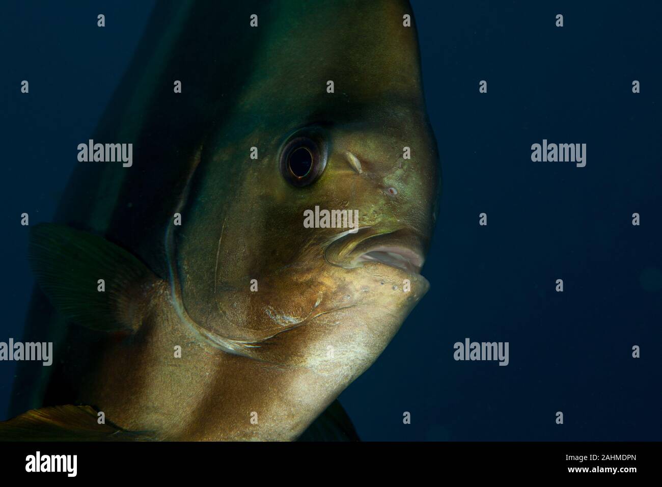 Spadefish, Batfish - Ephippidae Stock Photo - Alamy
