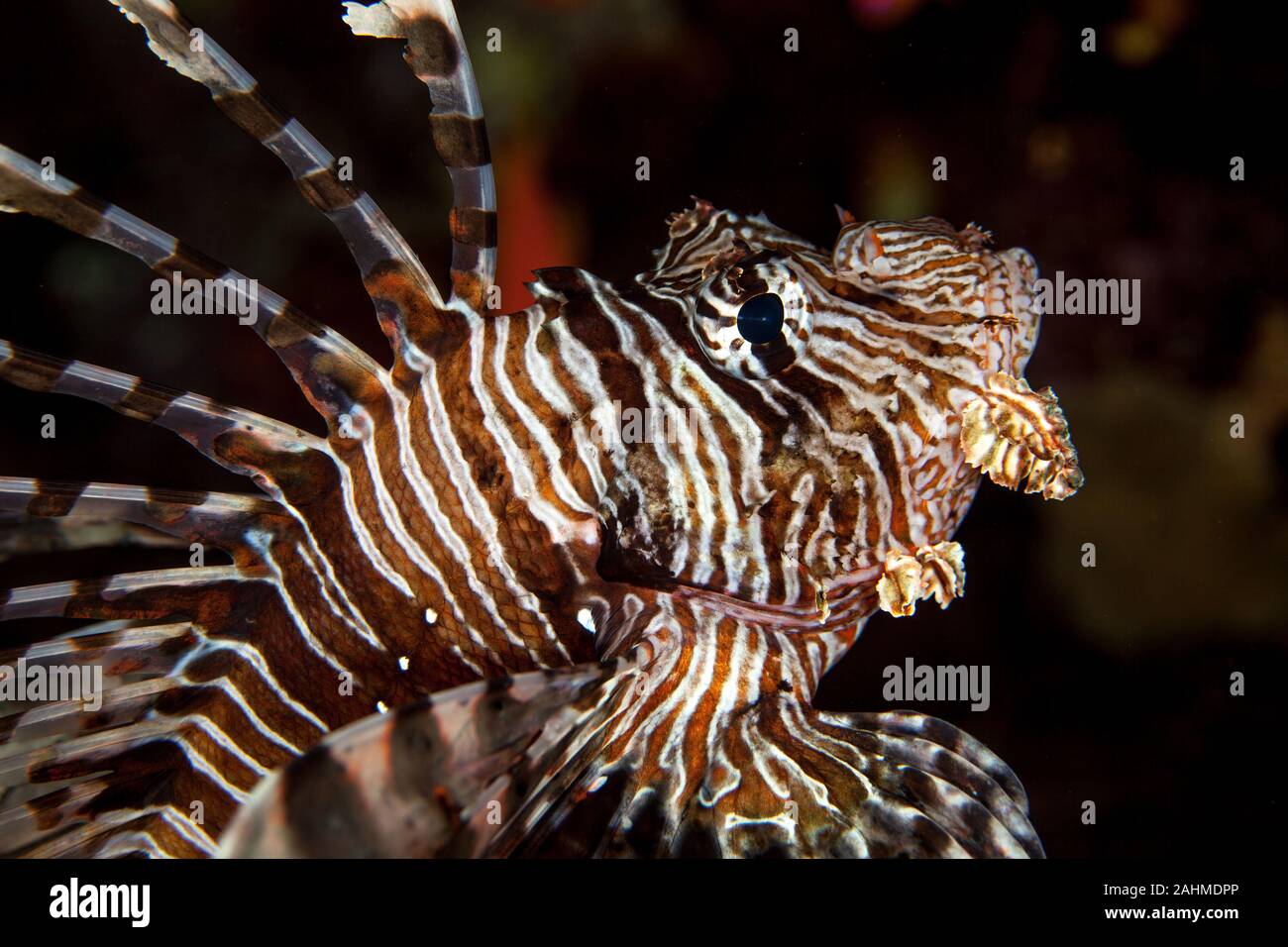 Common Lionfish (Turkeyfish, Red Lionfish) - Pterois volitans Stock ...