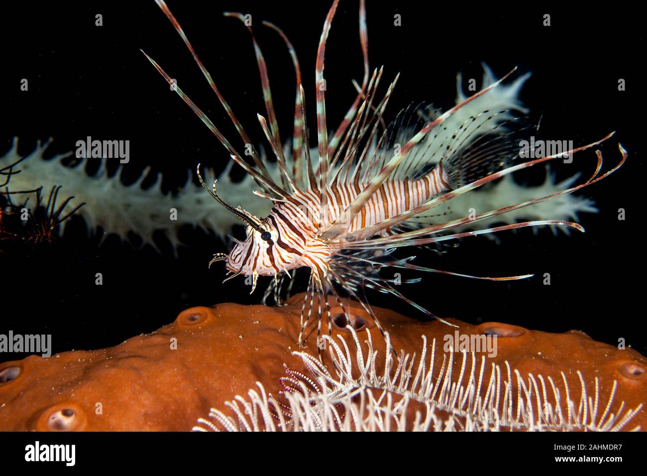 Common Lionfish (Turkeyfish, Red Lionfish) - Pterois volitans Stock ...