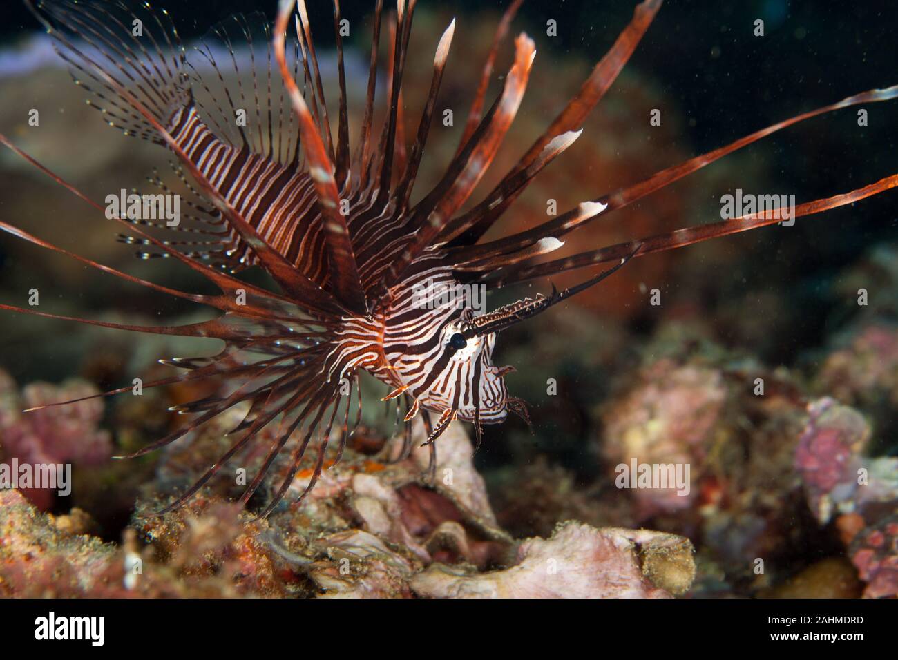 Common Lionfish (Turkeyfish, Red Lionfish) - Pterois volitans Stock ...