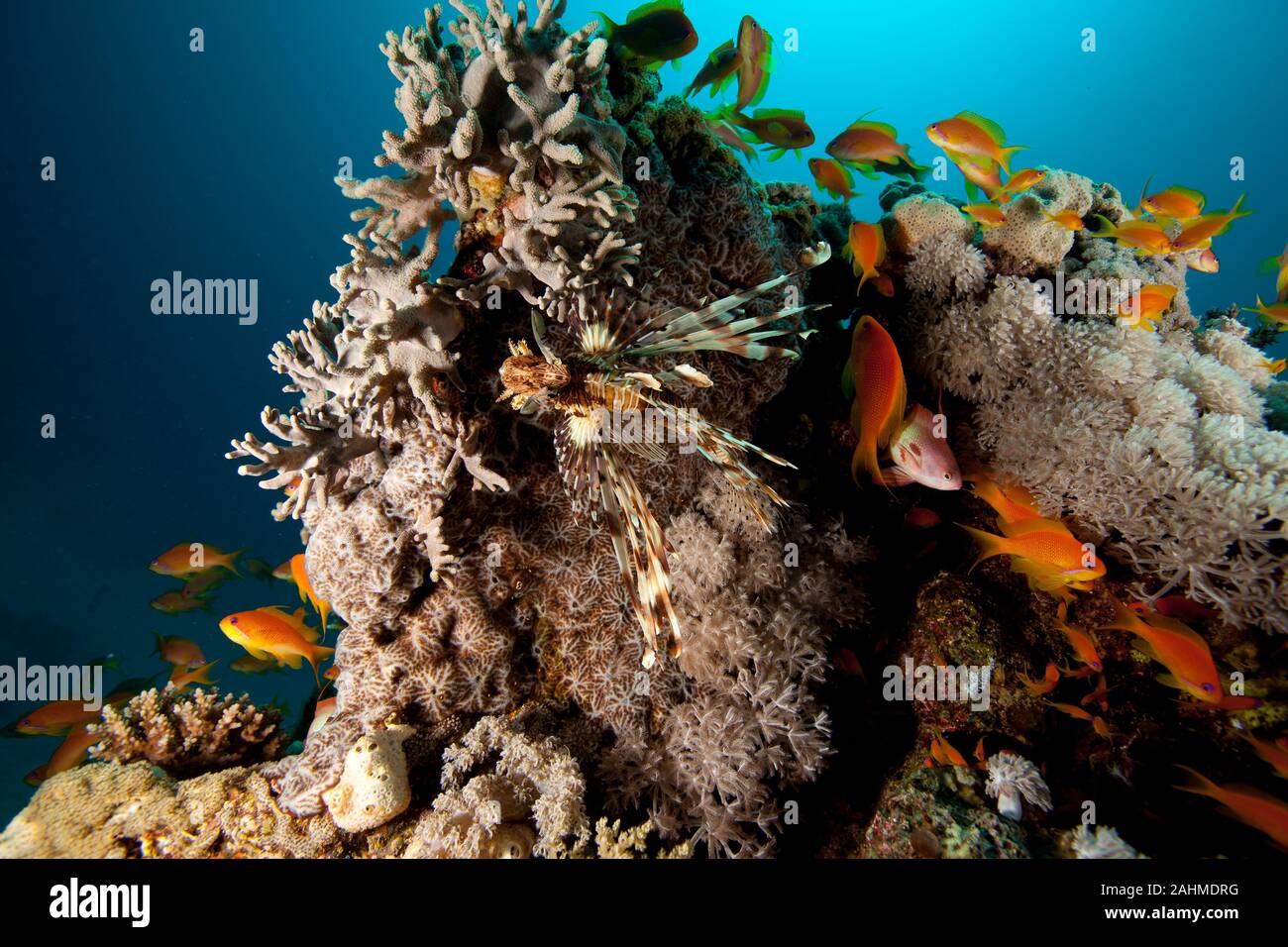 Common Lionfish (Turkeyfish, Red Lionfish) - Pterois volitans Stock ...