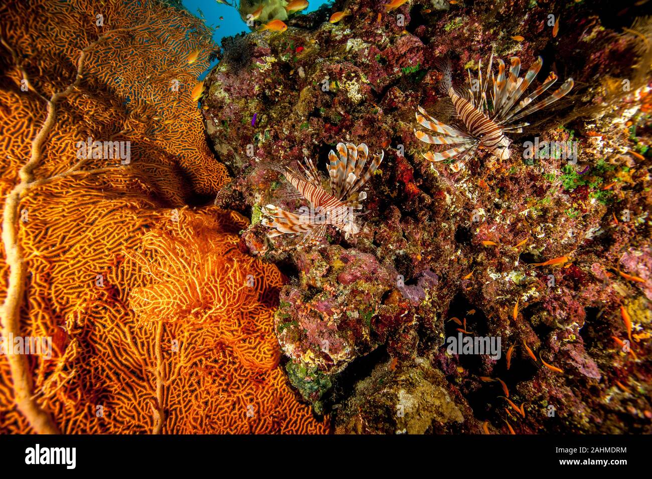 Common Lionfish (Turkeyfish, Red Lionfish) - Pterois volitans Stock ...