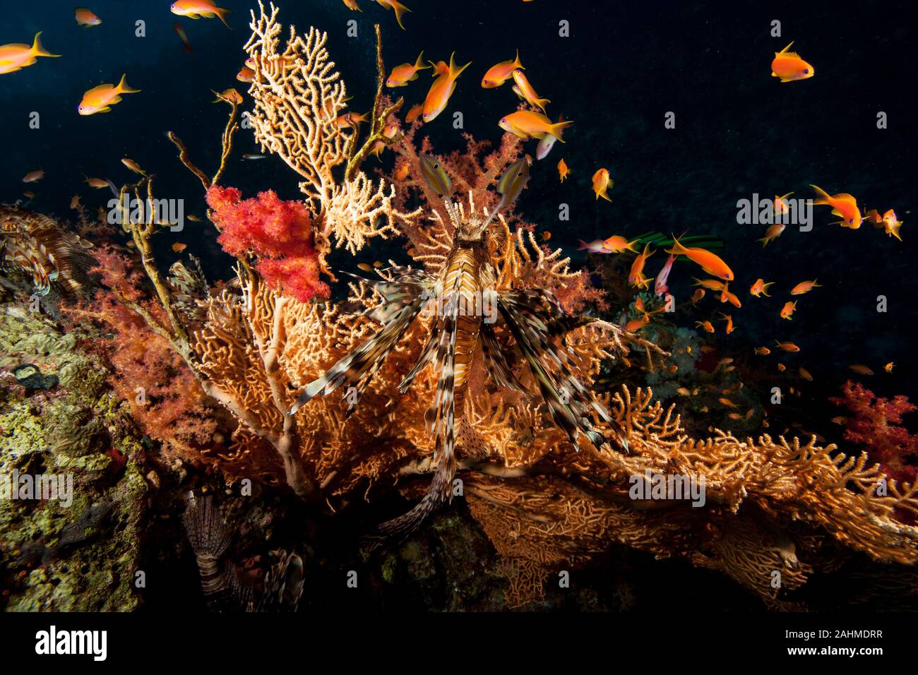 Common Lionfish (Turkeyfish, Red Lionfish) - Pterois volitans Stock ...