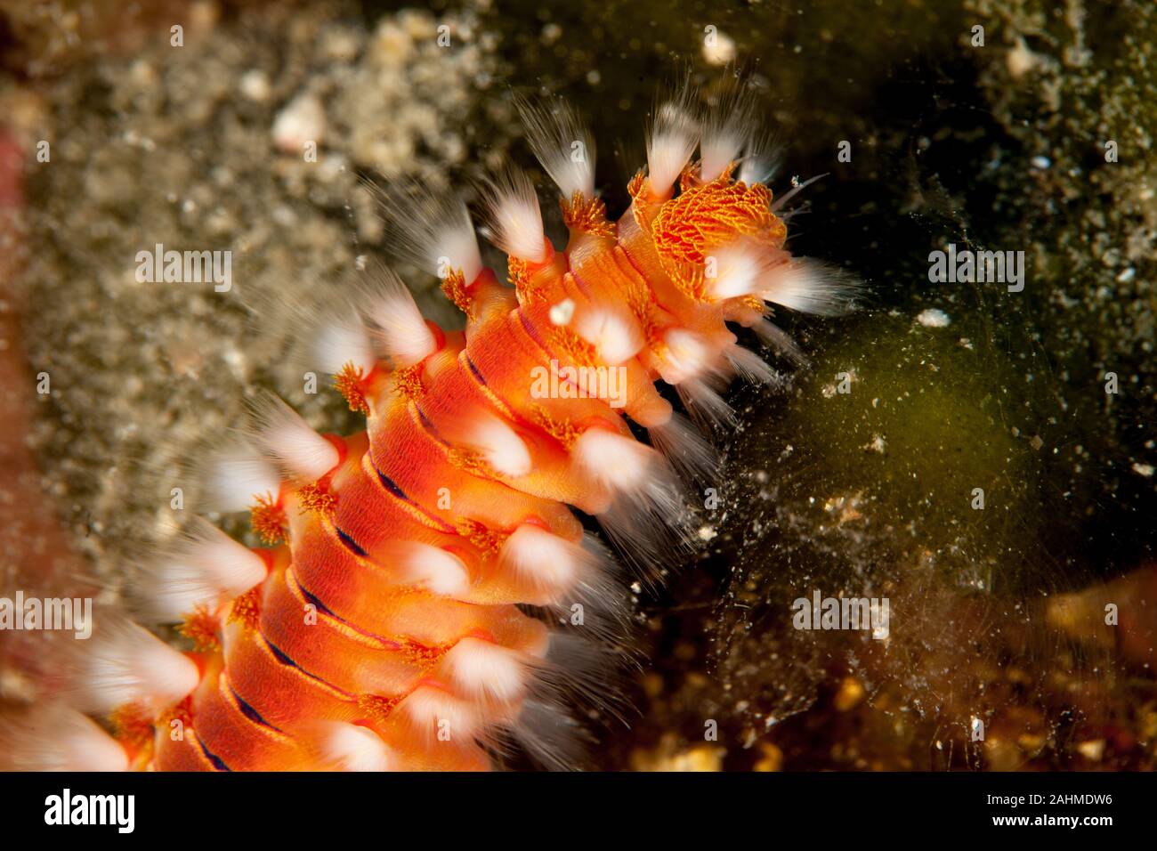 Bearded Fireworm, Hermodice carunculata Stock Photo - Alamy