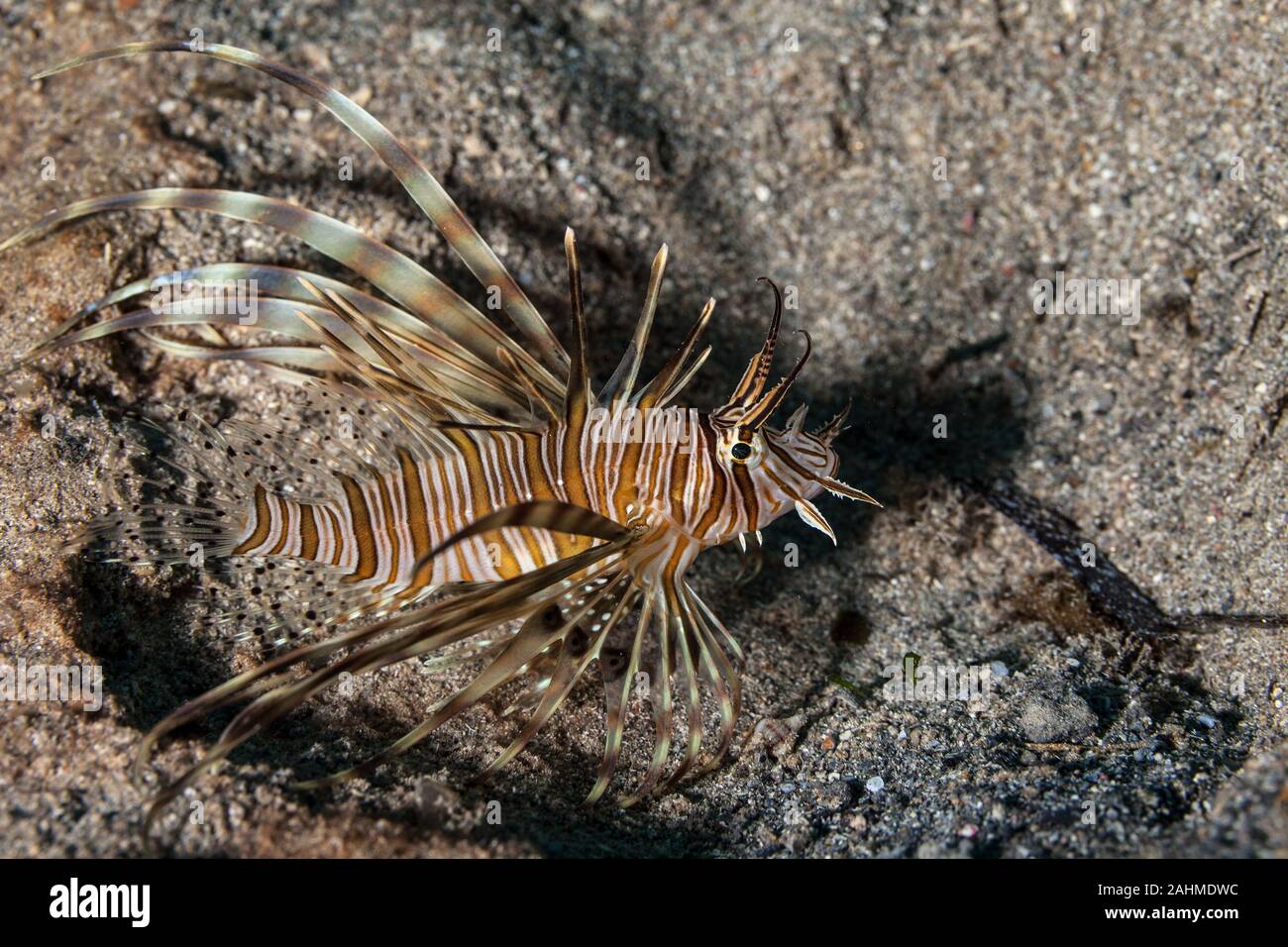 Common Lionfish (Turkeyfish, Red Lionfish) - Pterois volitans Stock ...