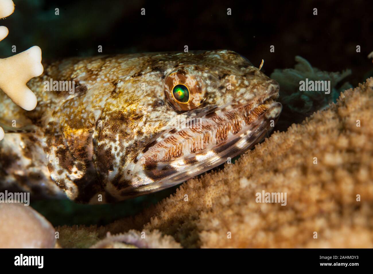 Atlantic lizardfish, Synodus saurus Stock Photo - Alamy