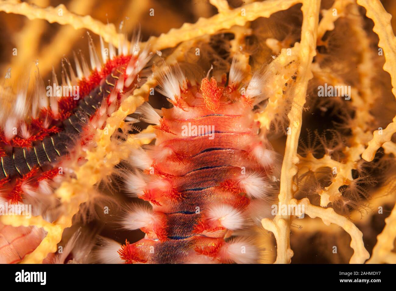 Bearded Fireworm, Hermodice carunculata Stock Photo - Alamy