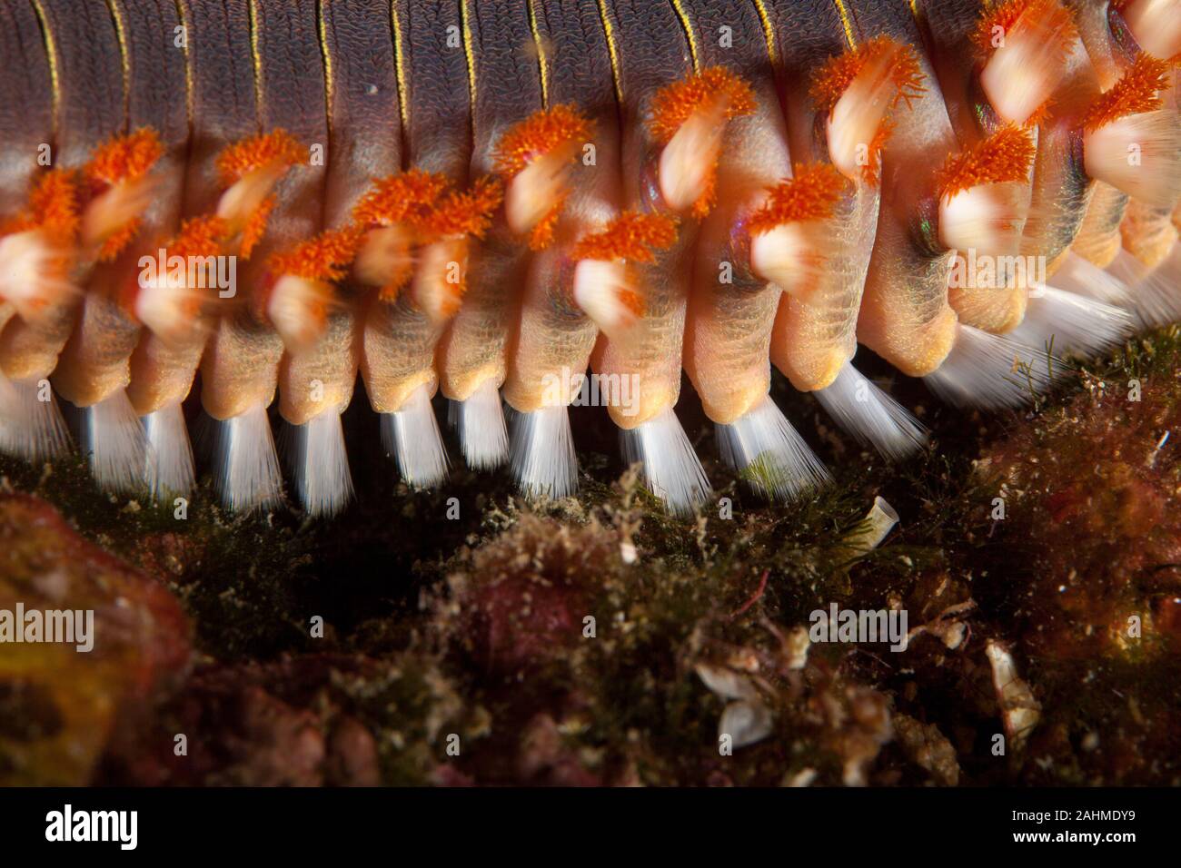 Bearded Fireworm, Hermodice carunculata Stock Photo - Alamy