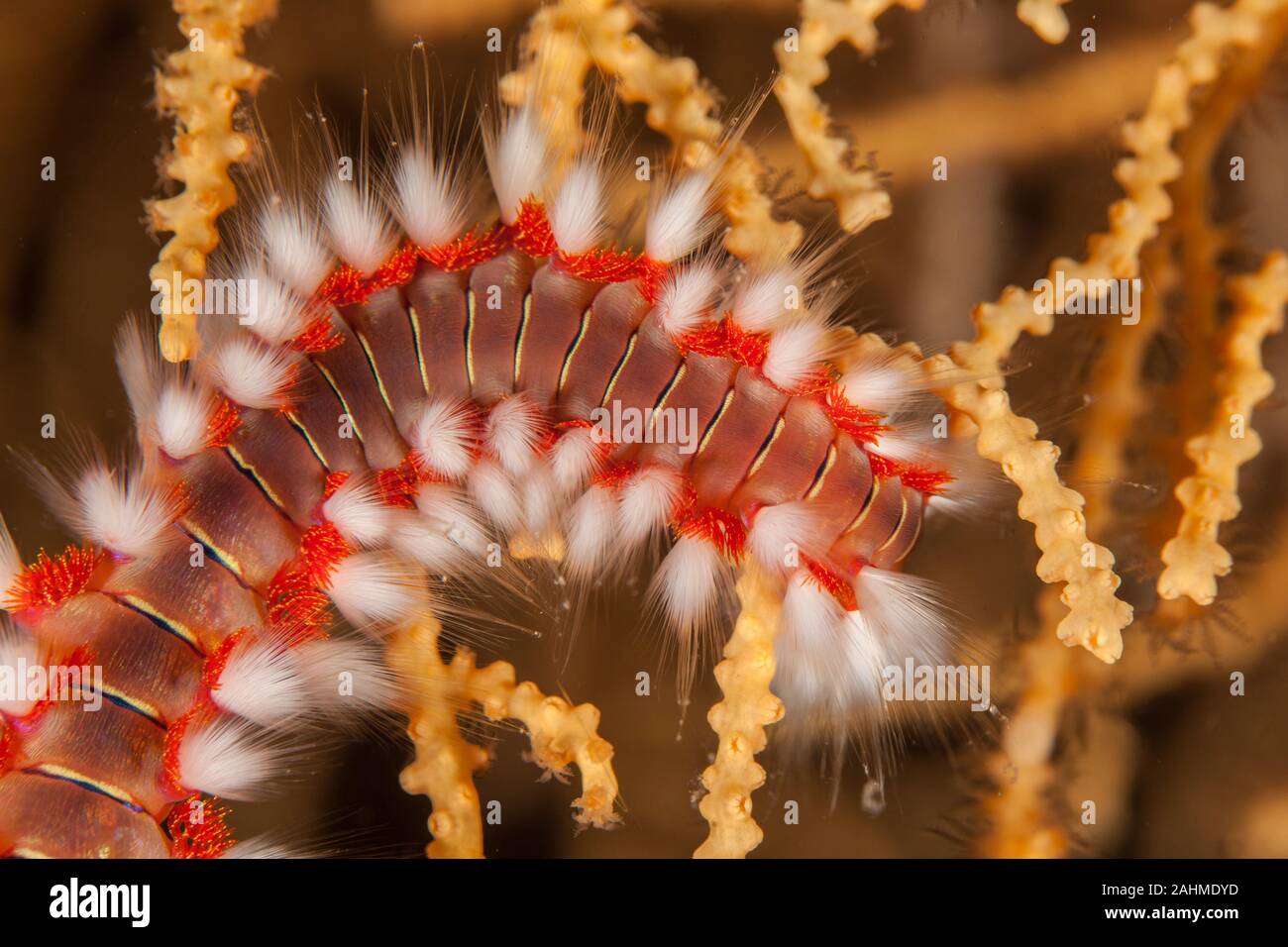 Bearded Fireworm, Hermodice carunculata Stock Photo - Alamy