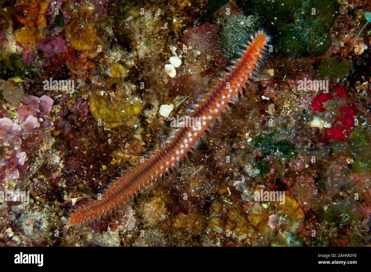 Bearded Fireworm, Hermodice carunculata Stock Photo - Alamy