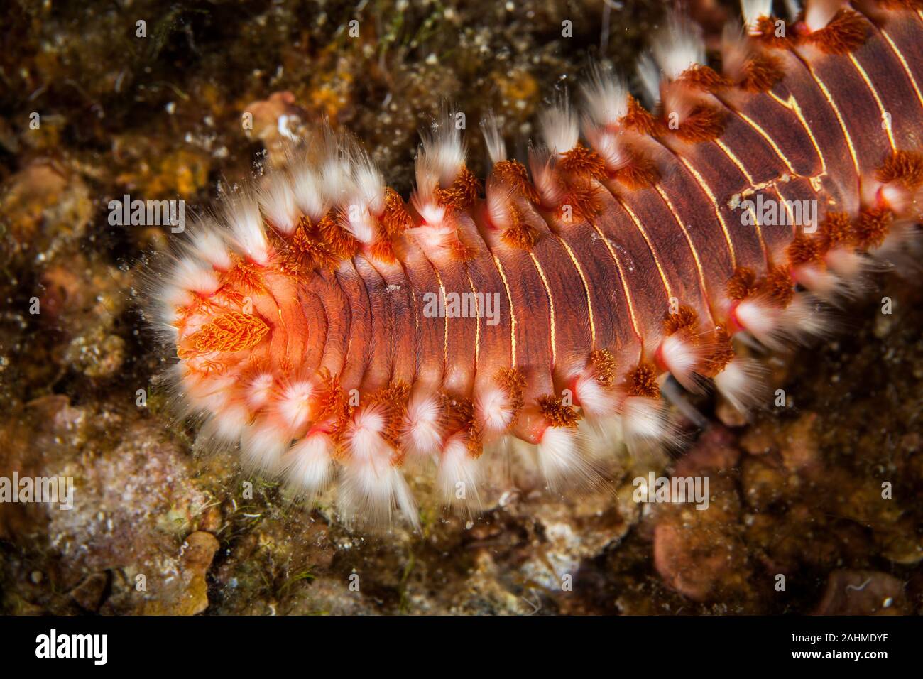Bearded Fireworm, Hermodice carunculata Stock Photo - Alamy