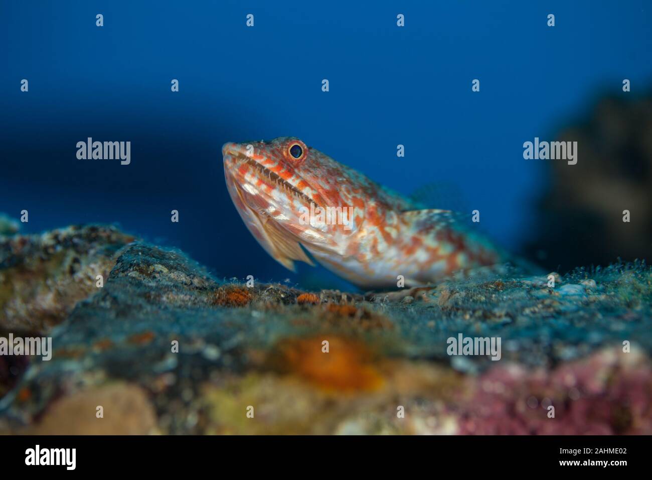 Atlantic lizardfish, Synodus saurus Stock Photo - Alamy