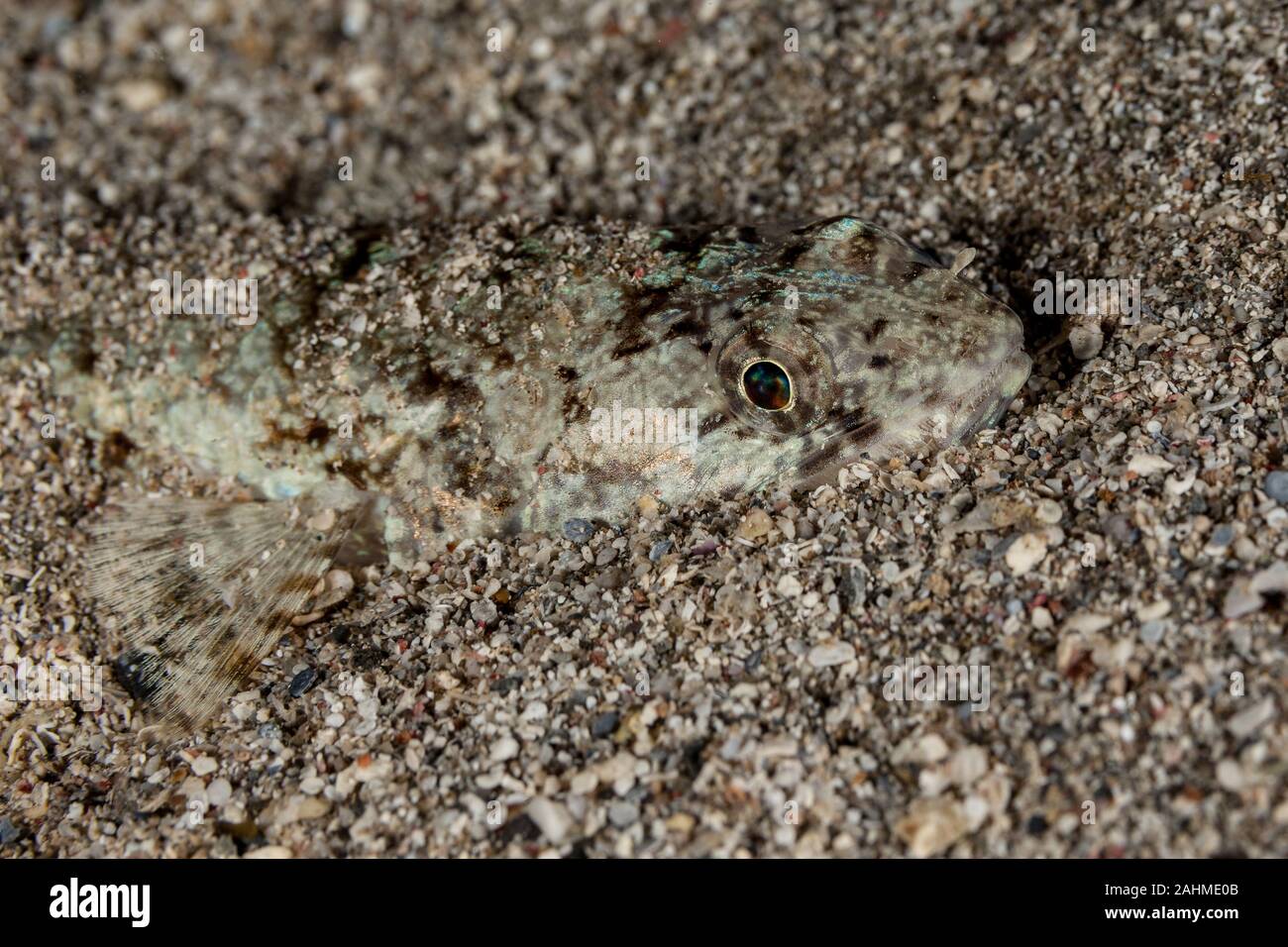 Atlantic lizardfish, Synodus saurus Stock Photo - Alamy