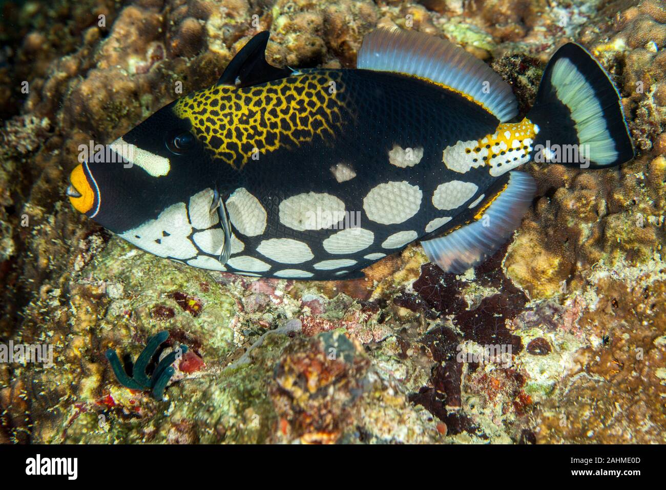 Clown triggerfish, Balistoides conspicillum Stock Photo - Alamy