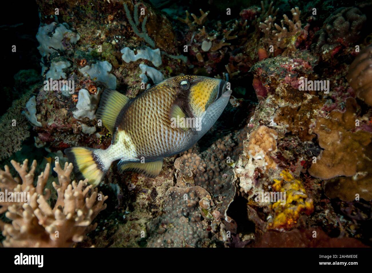 Titan trigger fish thailand hi-res stock photography and images - Alamy