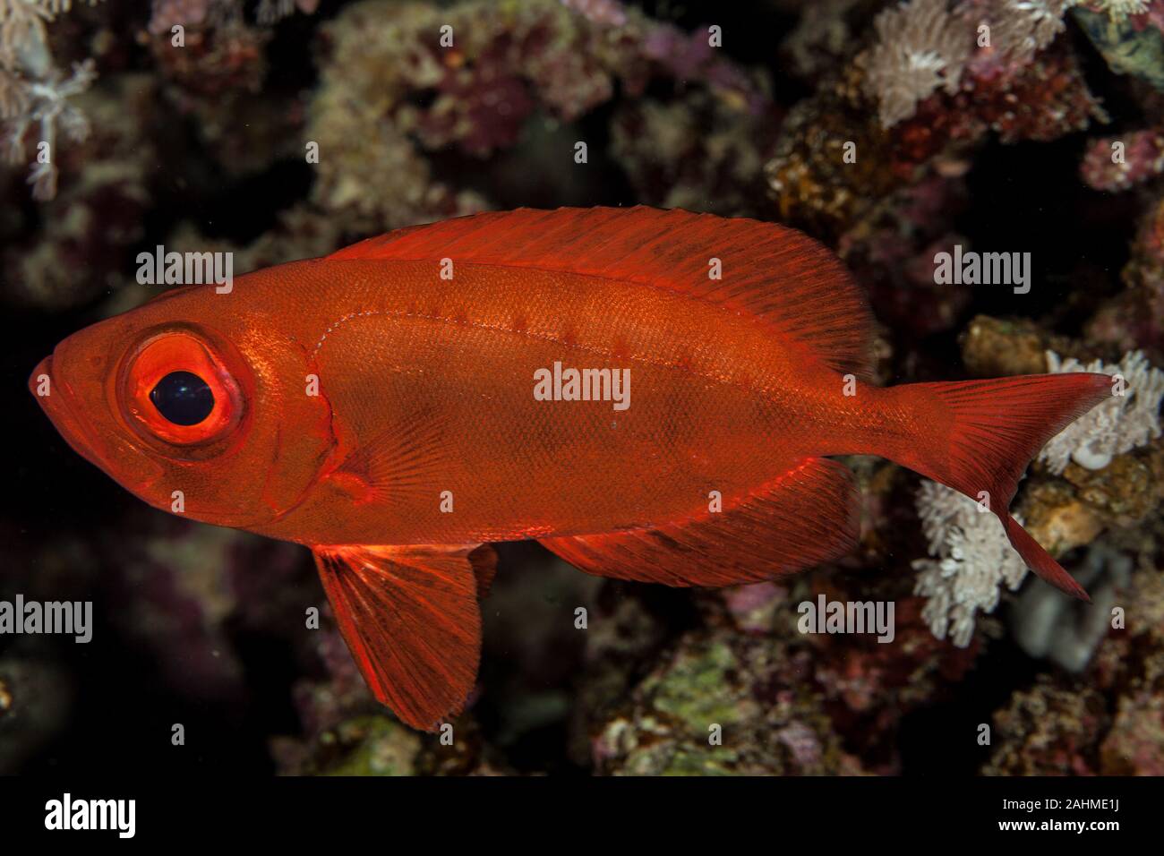 Big eye fish priacanthus hamrur egypt hi-res stock photography and ...