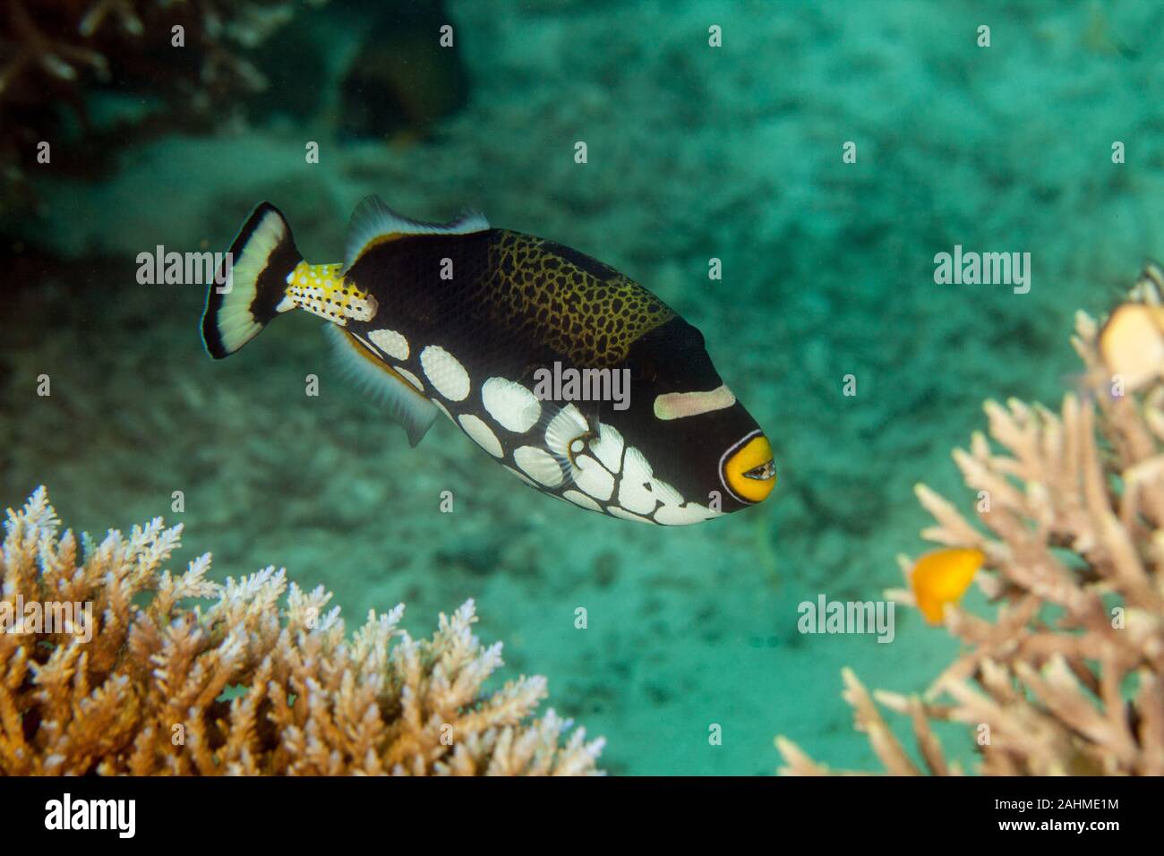 Clown triggerfish, Balistoides conspicillum Stock Photo - Alamy