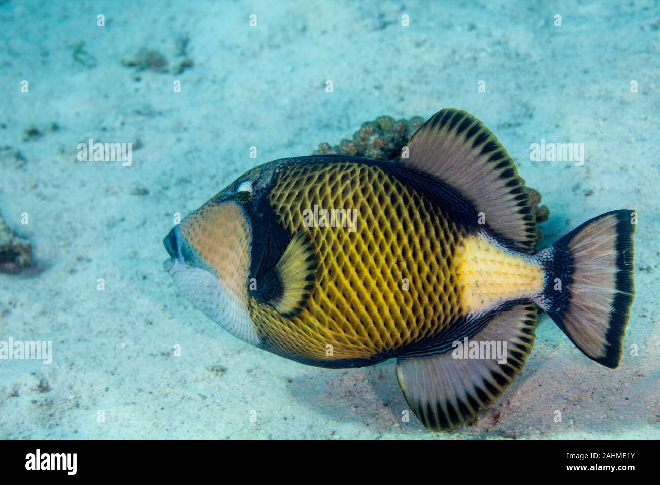 Titan triggerfish, Balistoides viridescens Stock Photo - Alamy