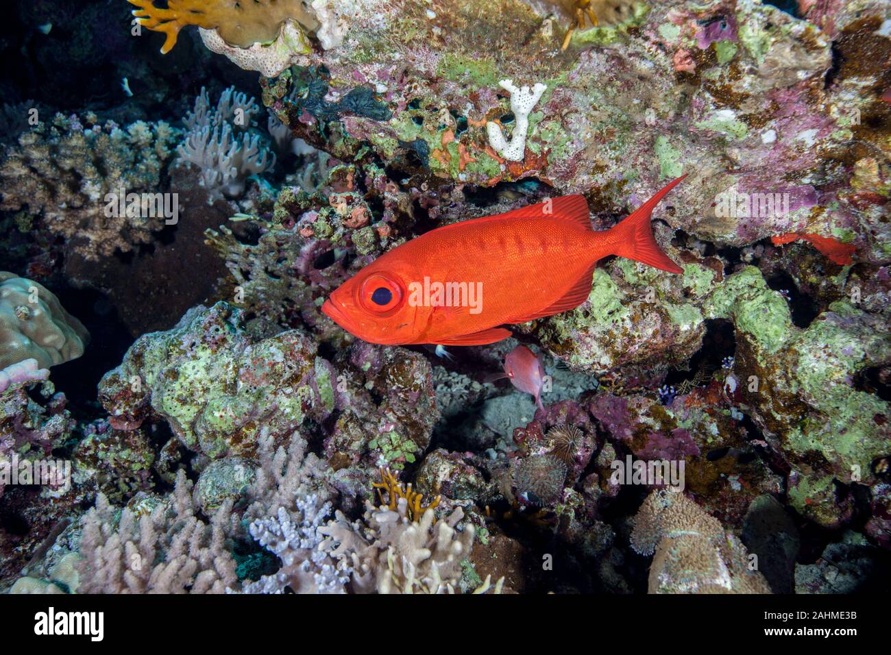 Big eye fish priacanthus hamrur egypt hi-res stock photography and ...