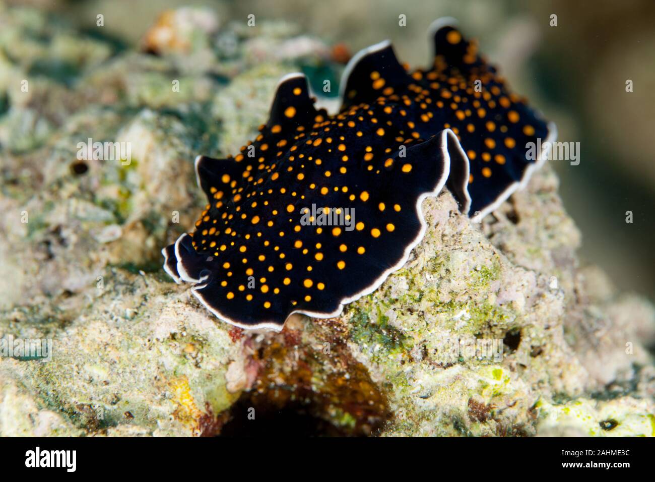 El thysanozoon hi-res stock photography and images - Alamy