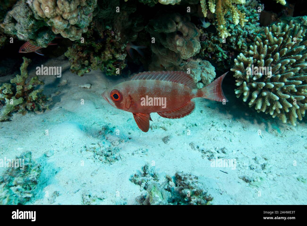 Priacanthus, the bigeyes Stock Photo - Alamy