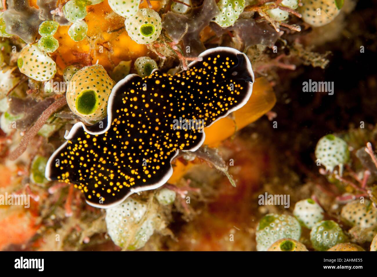 Yellow papillae flatworm hi-res stock photography and images - Alamy