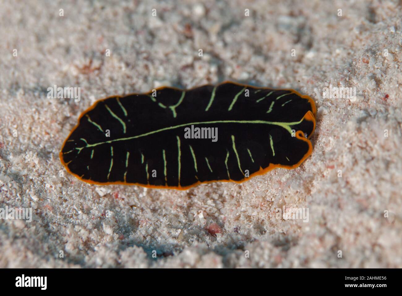 Dimidiatus hi-res stock photography and images - Alamy
