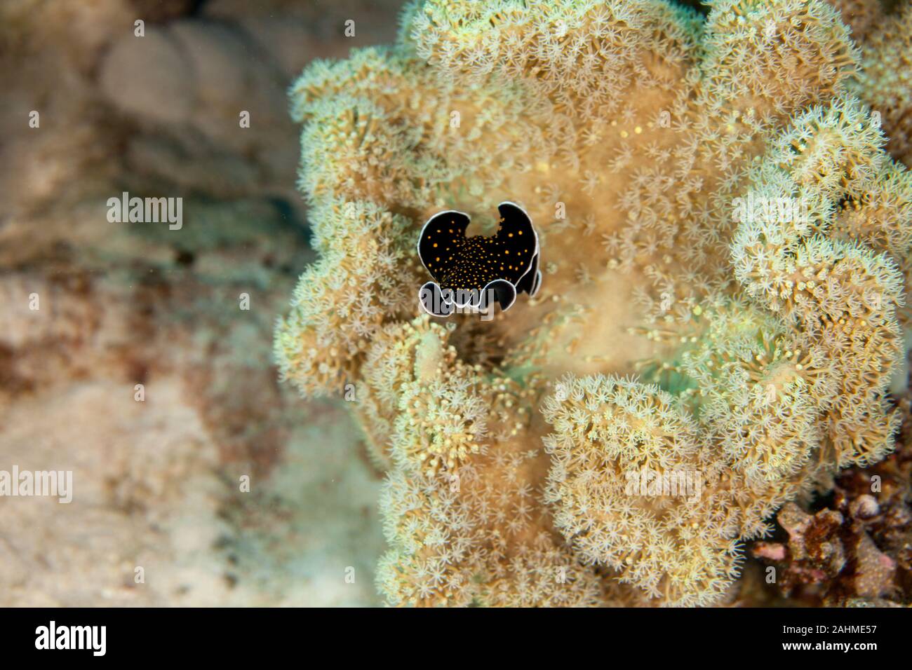 Yellow papillae flatworm hi-res stock photography and images - Alamy