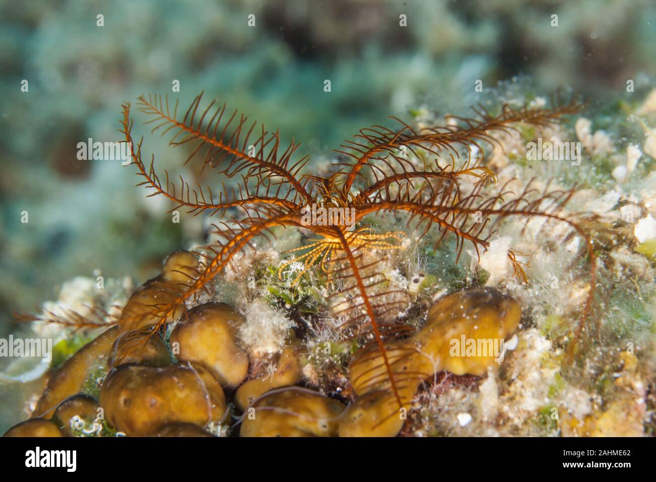 Feather Star underwater Stock Photo - Alamy