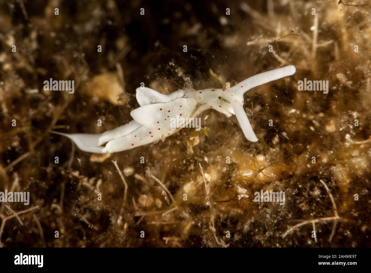 Timida hi-res stock photography and images - Alamy