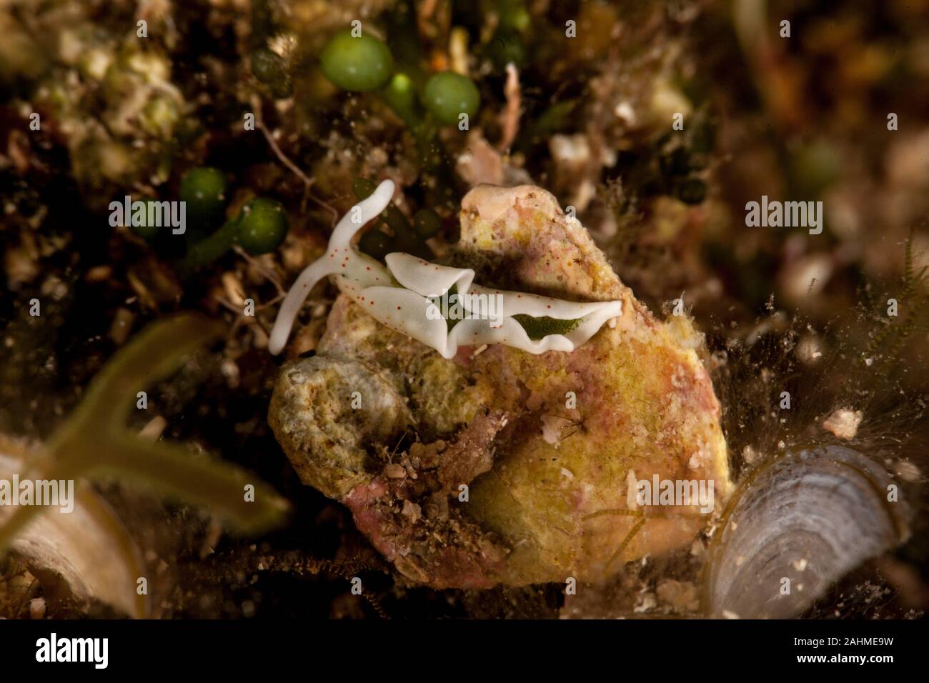 Timida hi-res stock photography and images - Alamy