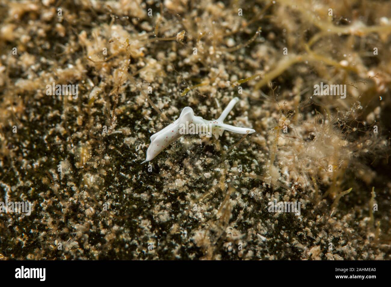 Green elysia hi-res stock photography and images - Alamy