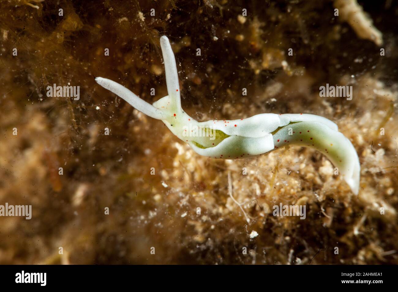 Timida hi-res stock photography and images - Alamy