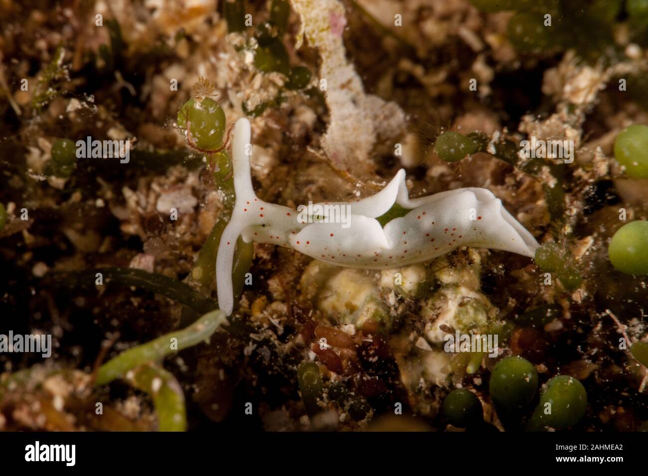 Timida hi-res stock photography and images - Alamy