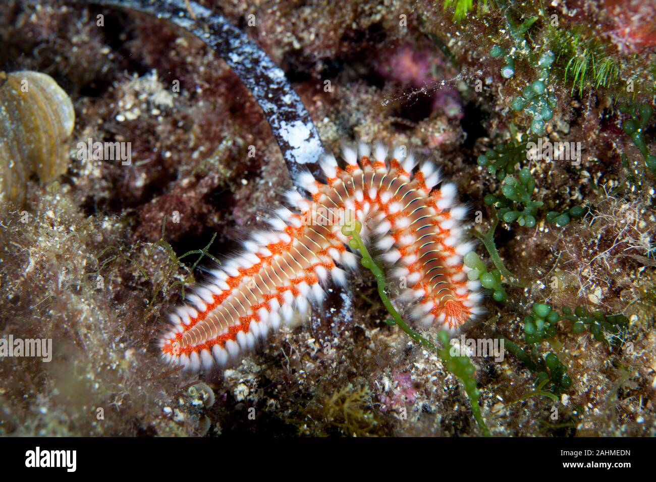 Bearded Fireworm, Hermodice carunculata Stock Photo - Alamy