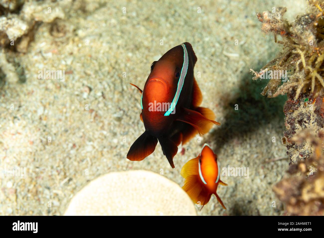 Clownfish or anemonefish are fishes from the subfamily Amphiprioninae ...